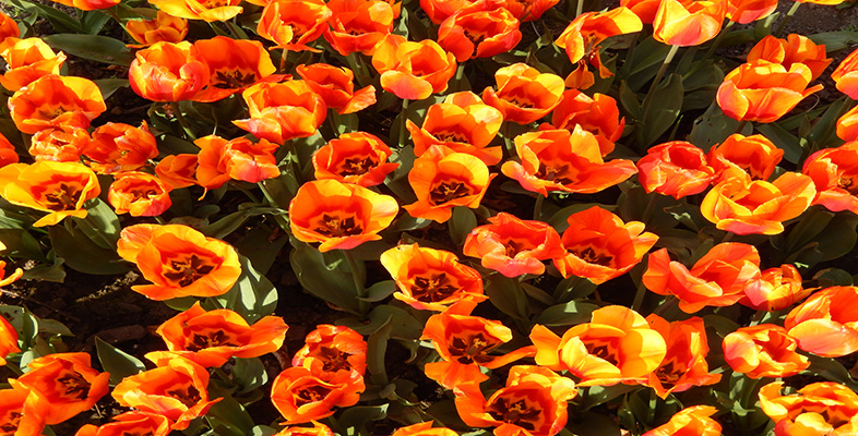 OpenLearn Champions Hub | Hafan Hyrwyddwyr OpenLearn - OpenLearn - Open University